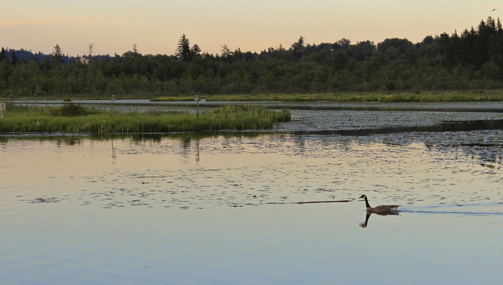 5 Best Locations for Bird Watching around Vancouver | Vancouver Trails