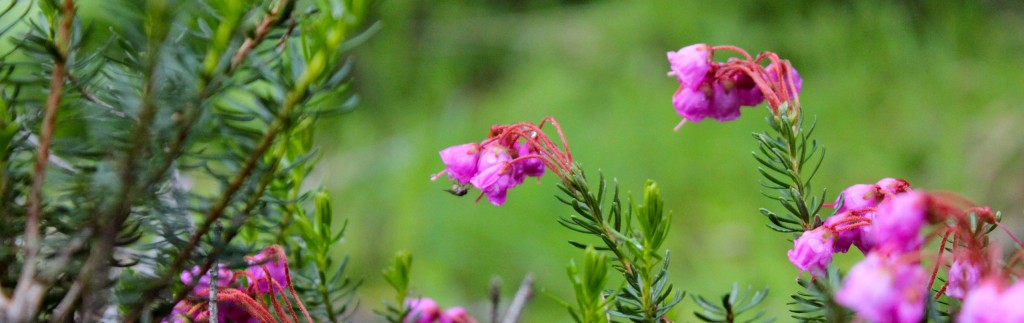 Natural Mosquito Repellent | Vancouver Trails
