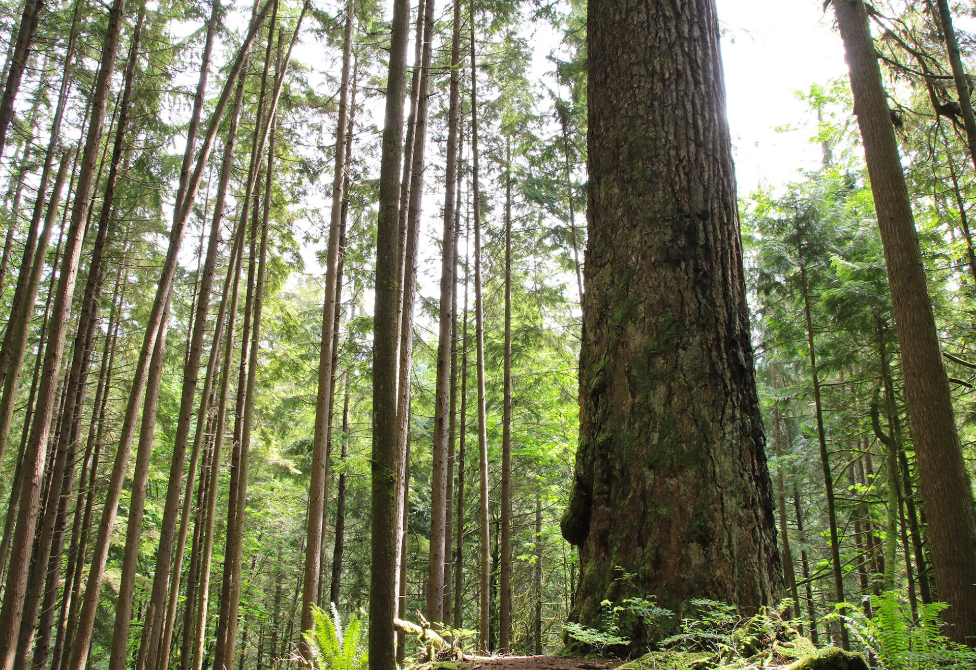 The Best Hikes Near Vancouver to See Big Trees | Vancouver Trails