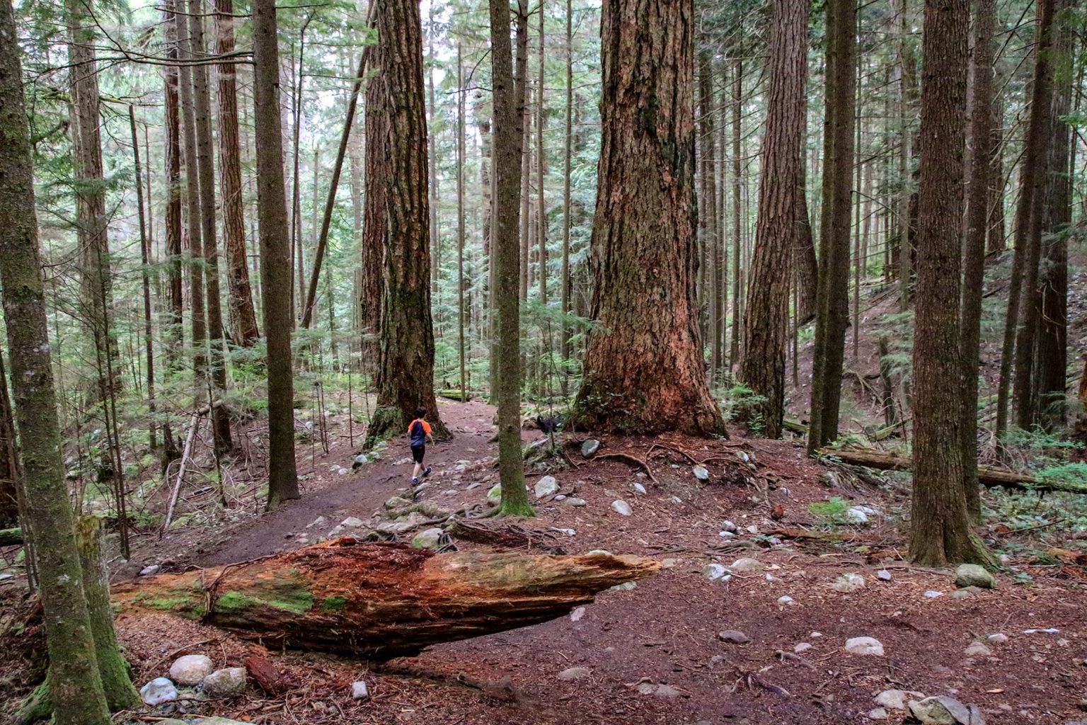 The Best Hikes Near Vancouver to See Big Trees | Vancouver Trails