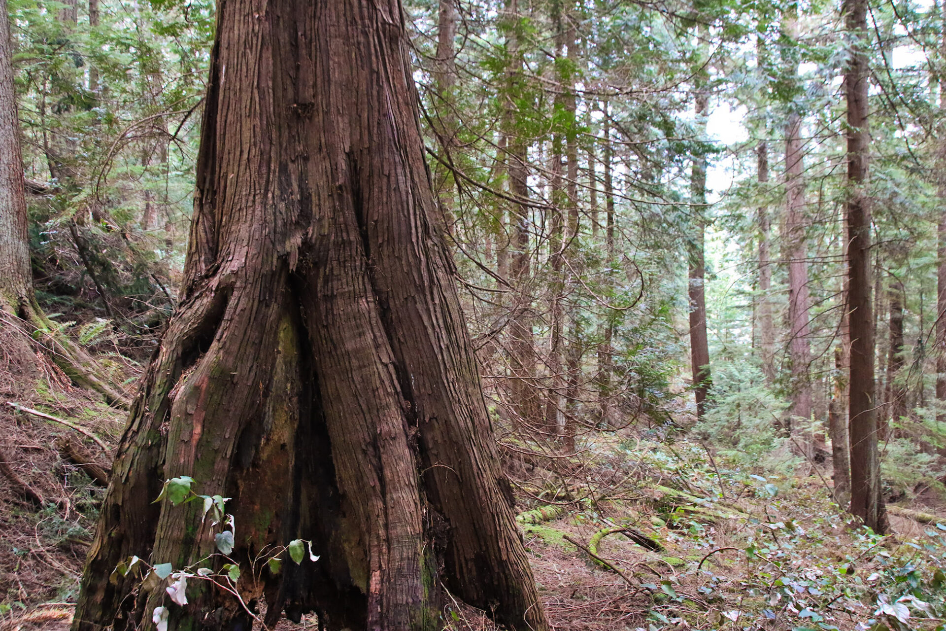 The Best Hikes Near Vancouver to See Big Trees | Vancouver Trails
