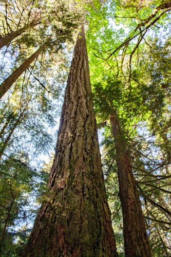 The Best Hikes Near Vancouver to See Big Trees | Vancouver Trails