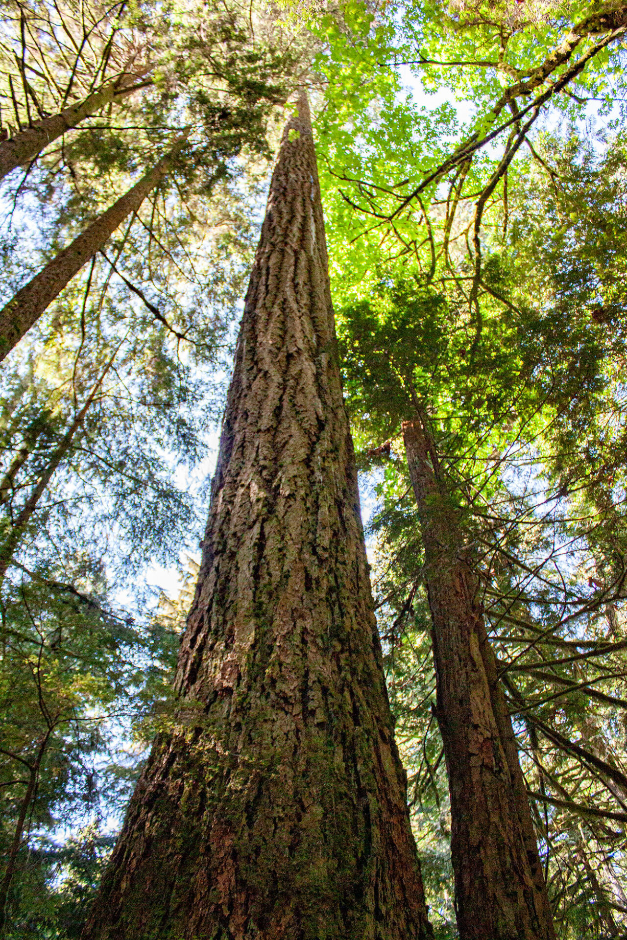 The Best Hikes Near Vancouver to See Big Trees | Vancouver Trails