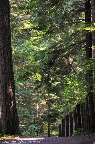 Rice Lake Loop Photo | 2011 Hiking Photo Contest | Vancouver Trails