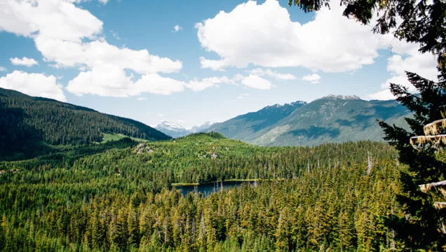 Ancient Cedars Trail near Whistler | Vancouver Trails