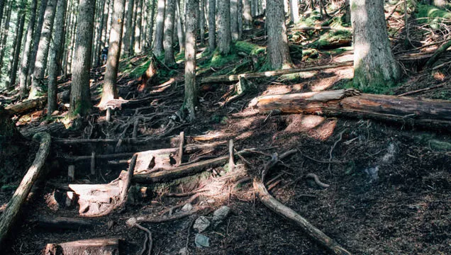 BCMC Trail at Grouse Mountain in North Vancouver | Vancouver Trails