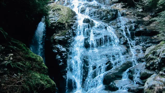 Big Cedar and Kennedy Falls Trail | Vancouver Trails
