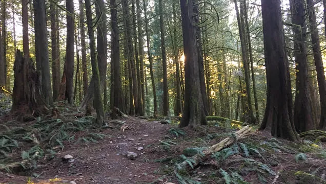 Chilliwack Community Forest | Vancouver Trails