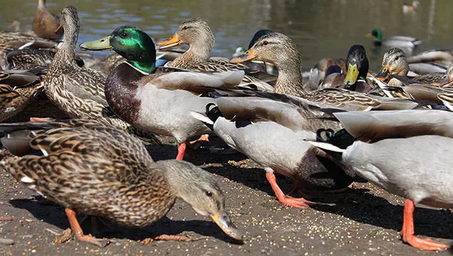 Reifel Bird Sanctuary in Delta, BC | Vancouver Trails