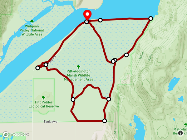 Pitt Wildlife Loop hiking and bird watching near Pitt Lake, BC ...